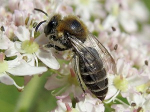 Solitary bee Colletes floralis © Steven Falk - Technology.ie News ...